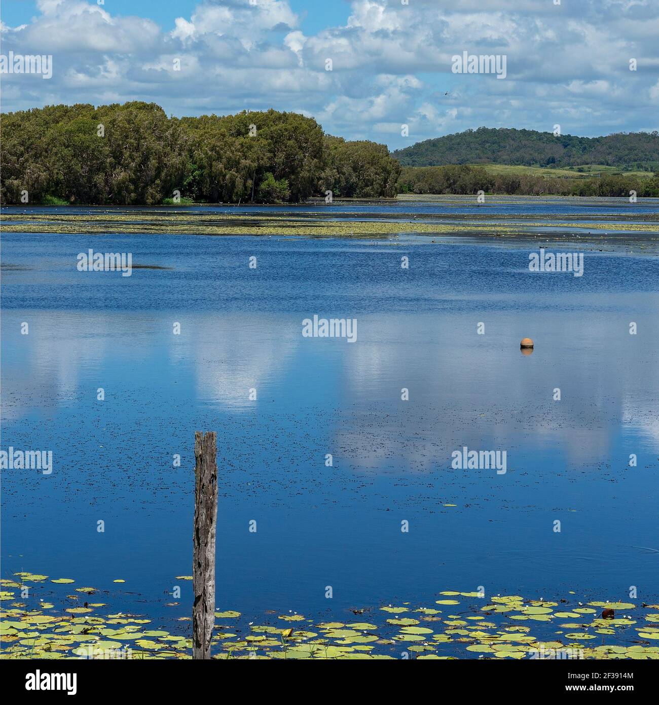 Wetlands lagoon with hyacinth scattered over the surface Stock Photo ...