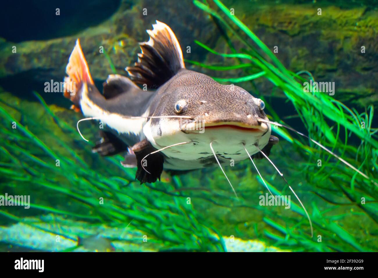 Catfish fish swim and live in a huge aquarium Stock Photo - Alamy