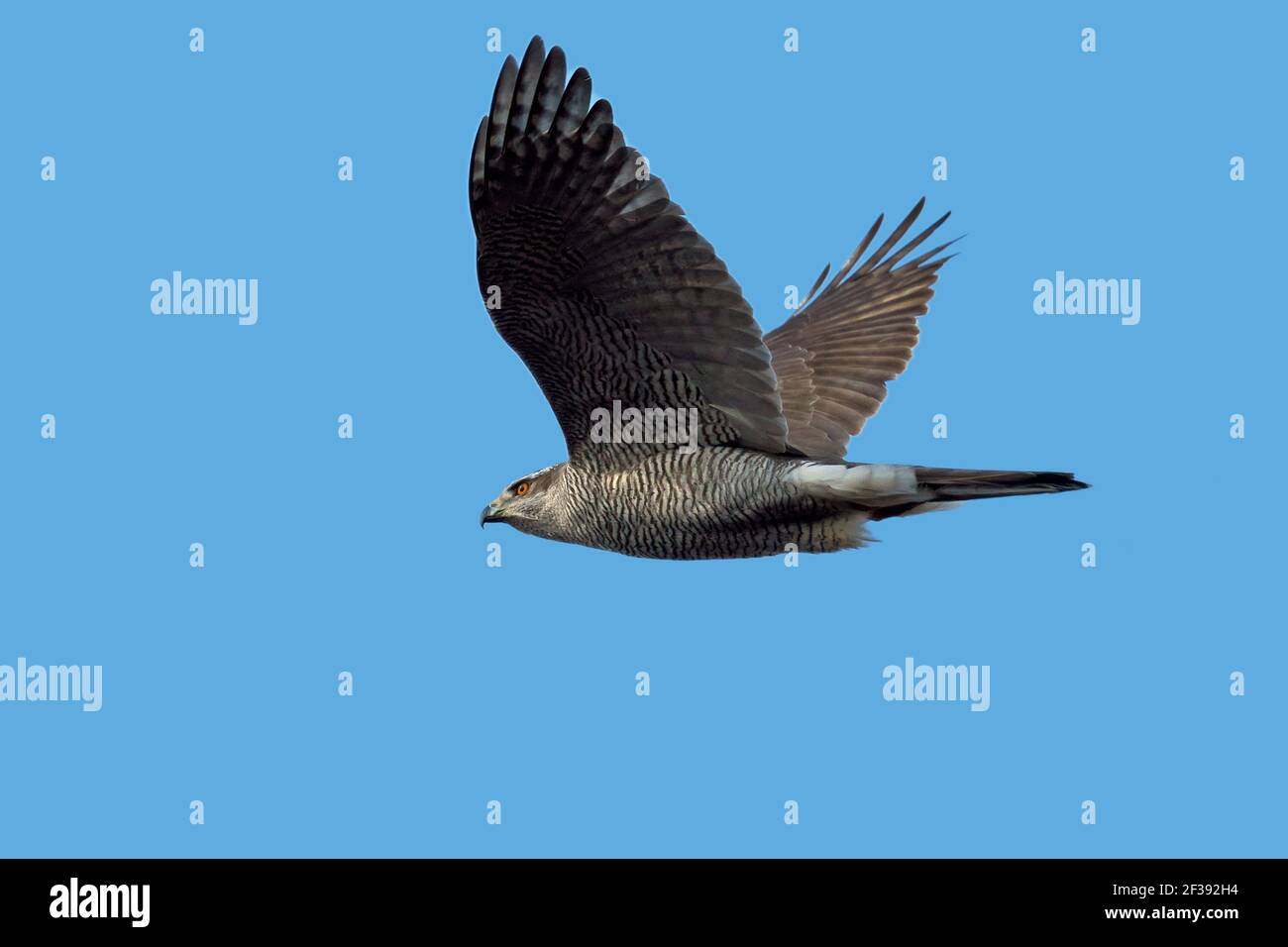 Goshawk in flight hi-res stock photography and images - Alamy