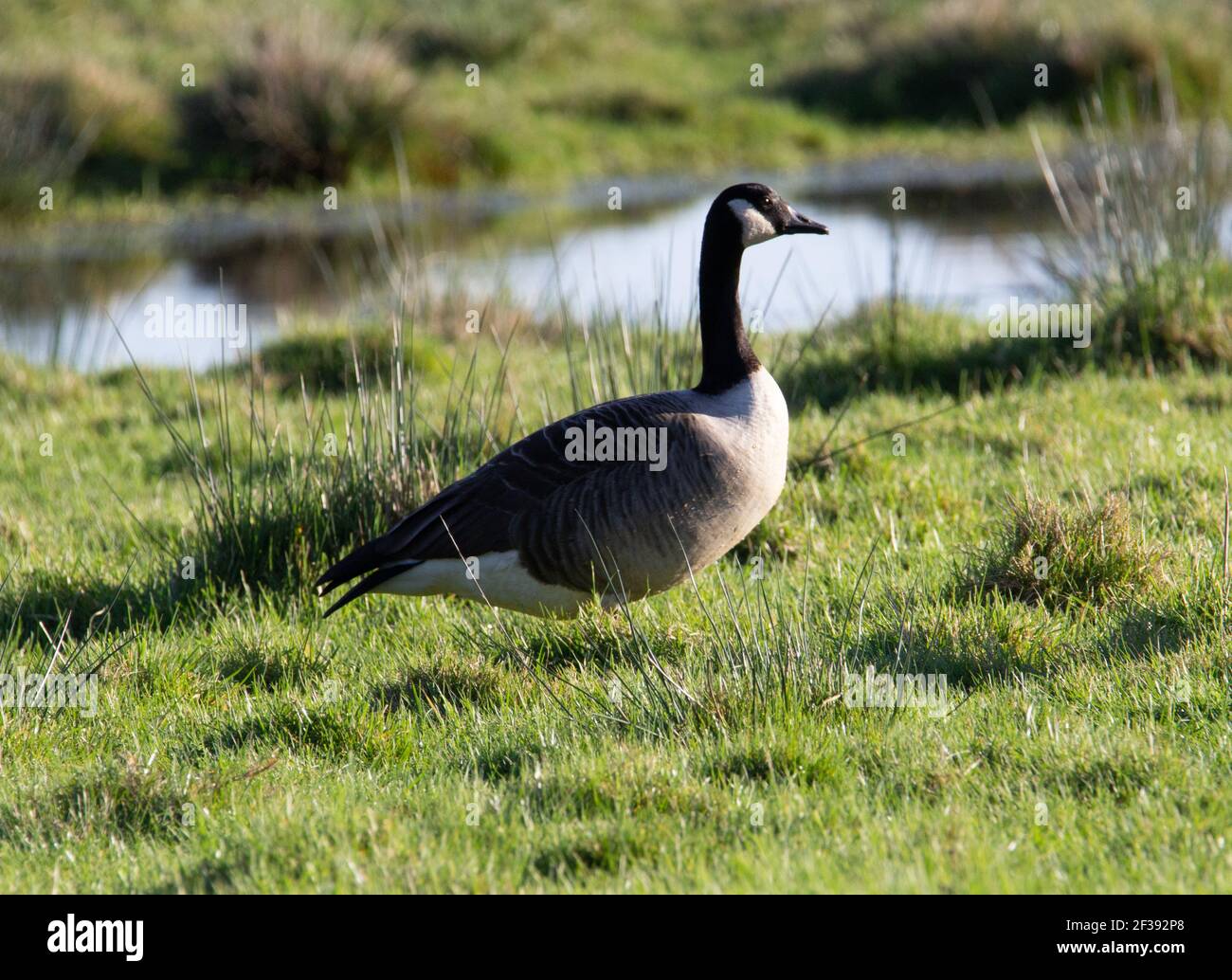 Single goose hi-res stock photography and images - Alamy