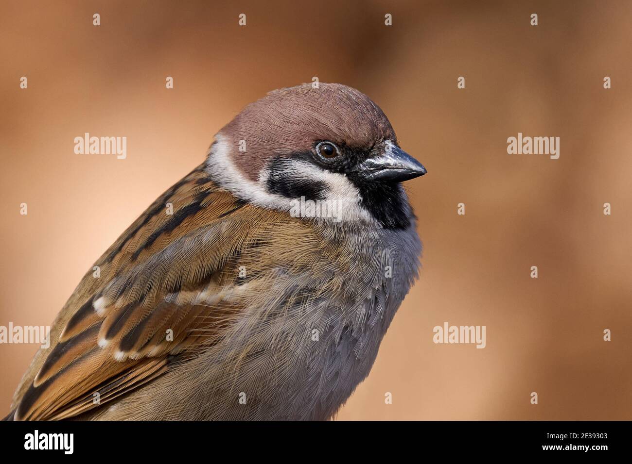 Portrait of a Eurasian tree sparrow (Passer montanus Stock Photo - Alamy
