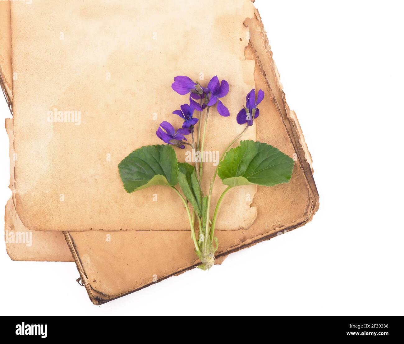 Vintage romantic background with old book, violet flowers Stock Photo ...