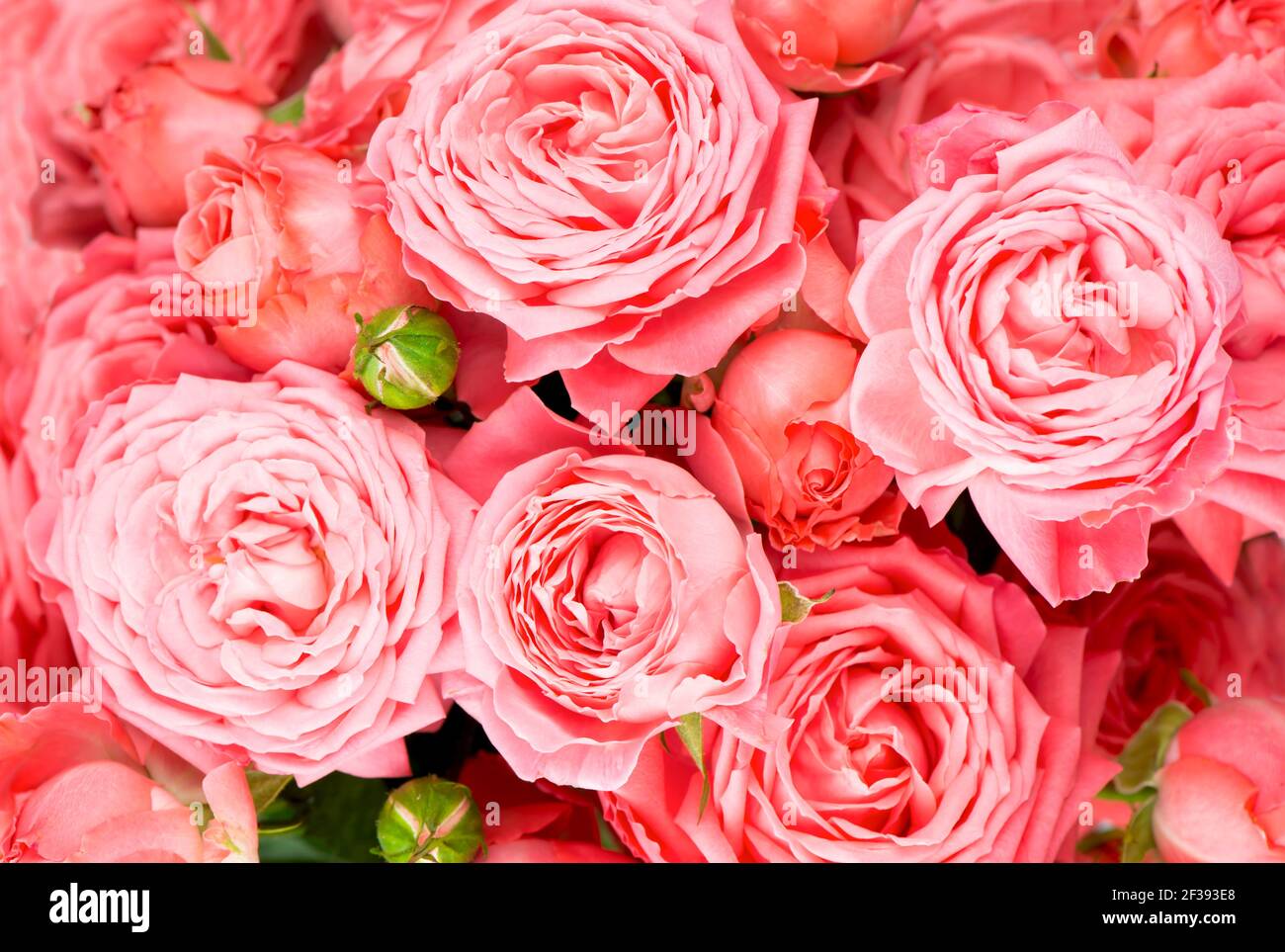 the light pink rose flower bouquet background Stock Photo - Alamy