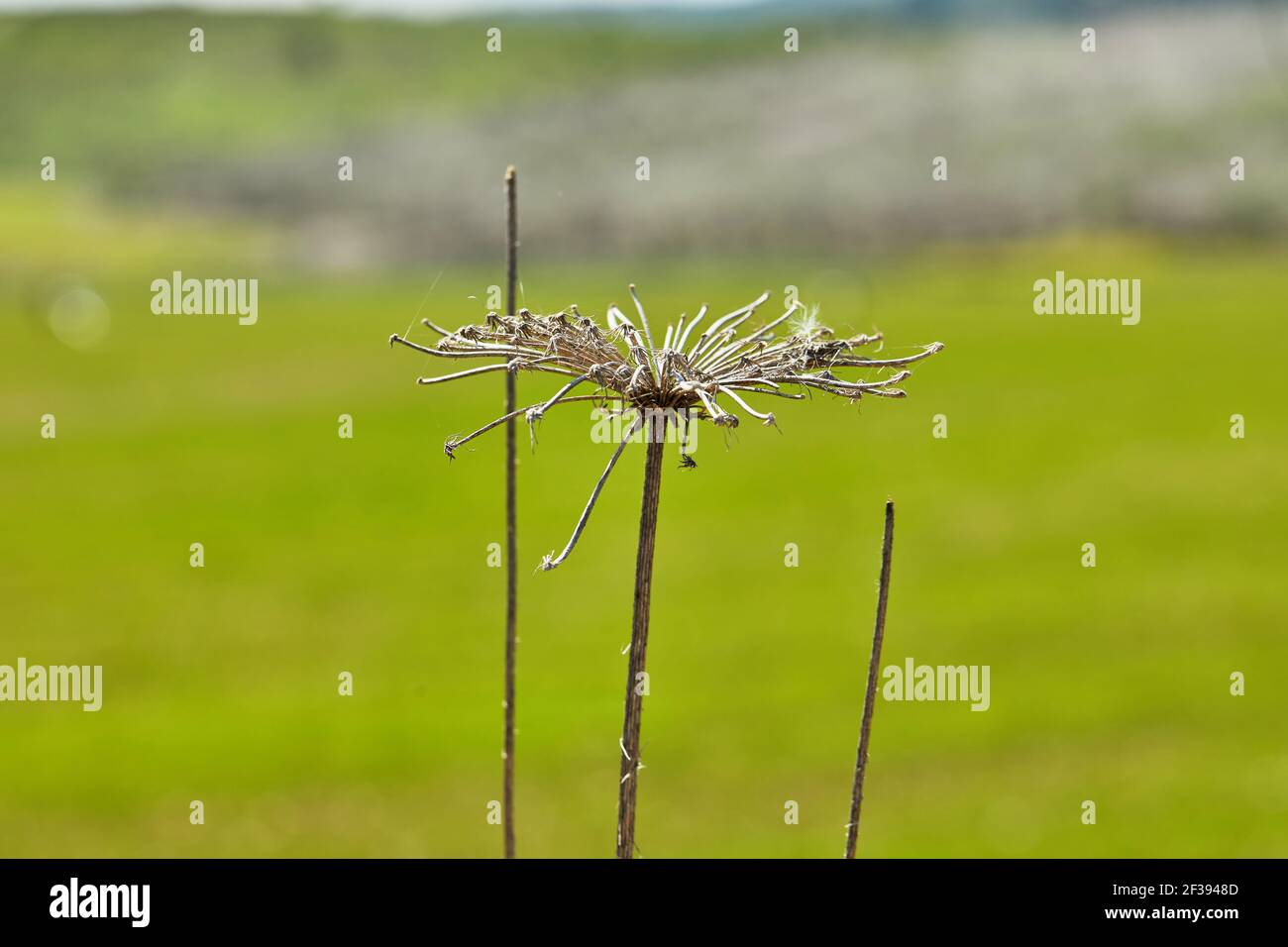 Dried flowers on the background of green field in high resolution Stock ...