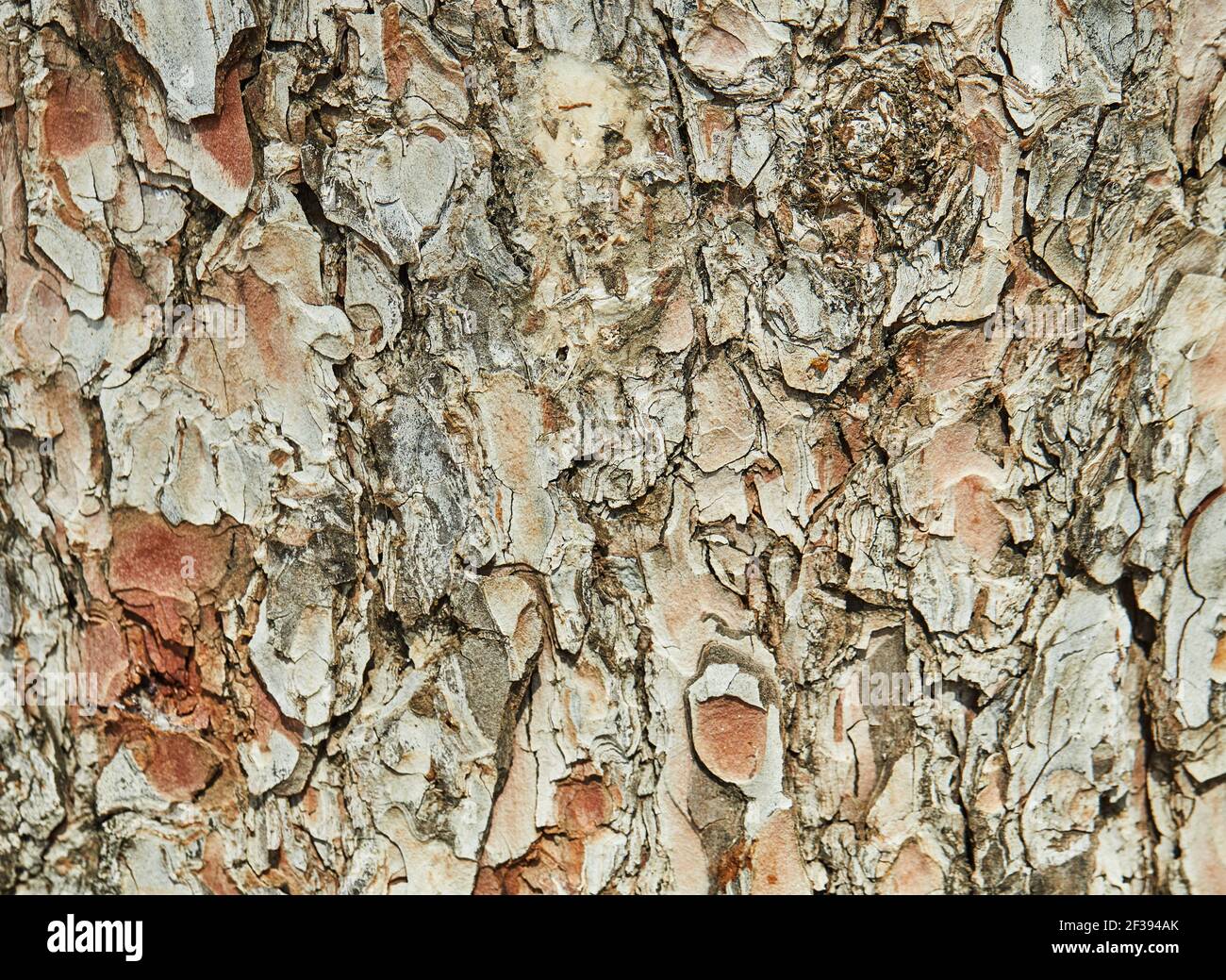 Background, texture of pine tree bark in high resolution Stock Photo ...