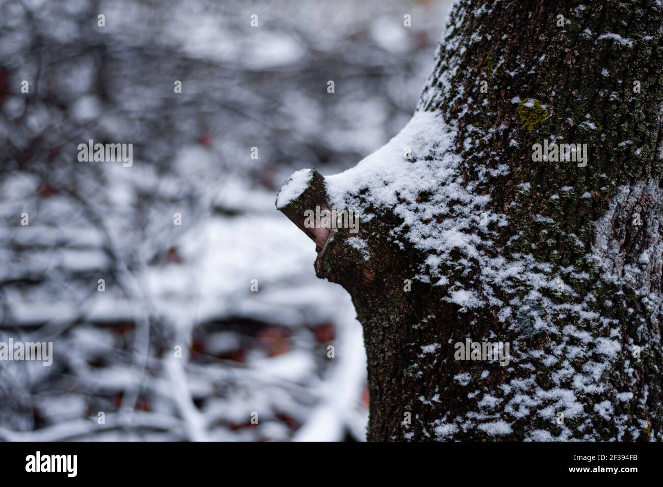 Snapped branch hi-res stock photography and images - Alamy