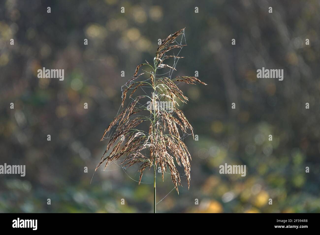 Swing cobweb hi-res stock photography and images - Alamy