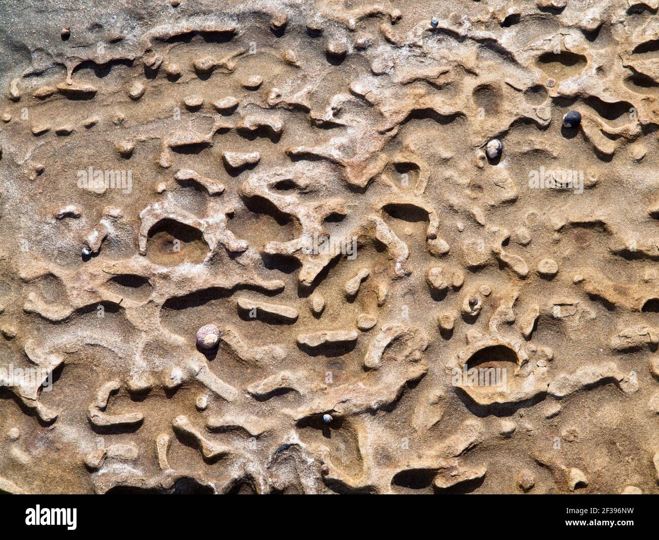 Random texture in nature hi-res stock photography and images - Alamy