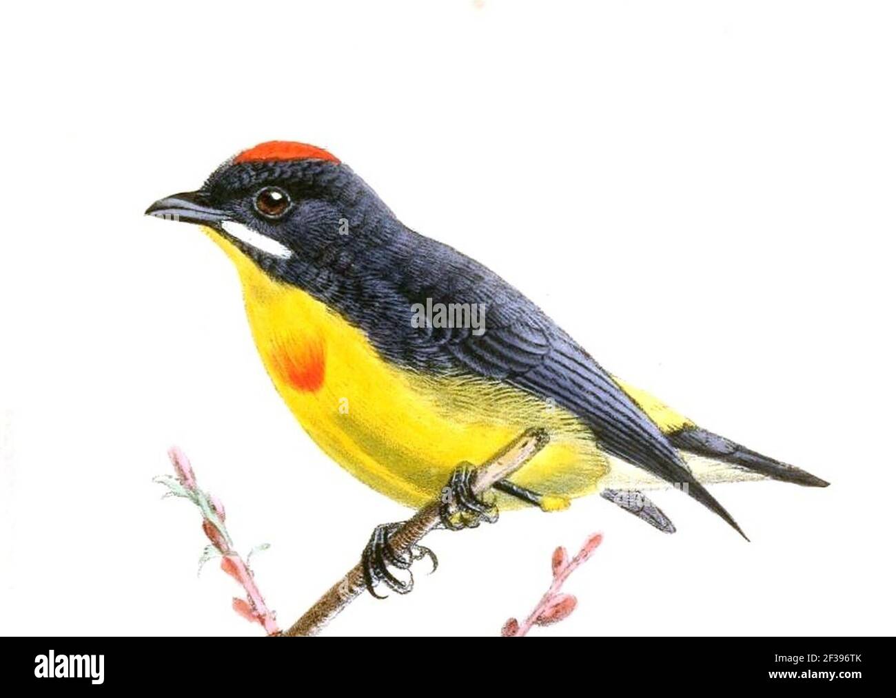 Johannae hi-res stock photography and images - Alamy