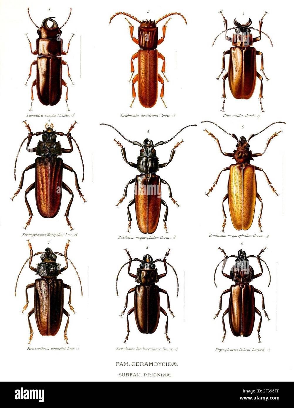 Prioninae hi-res stock photography and images - Alamy