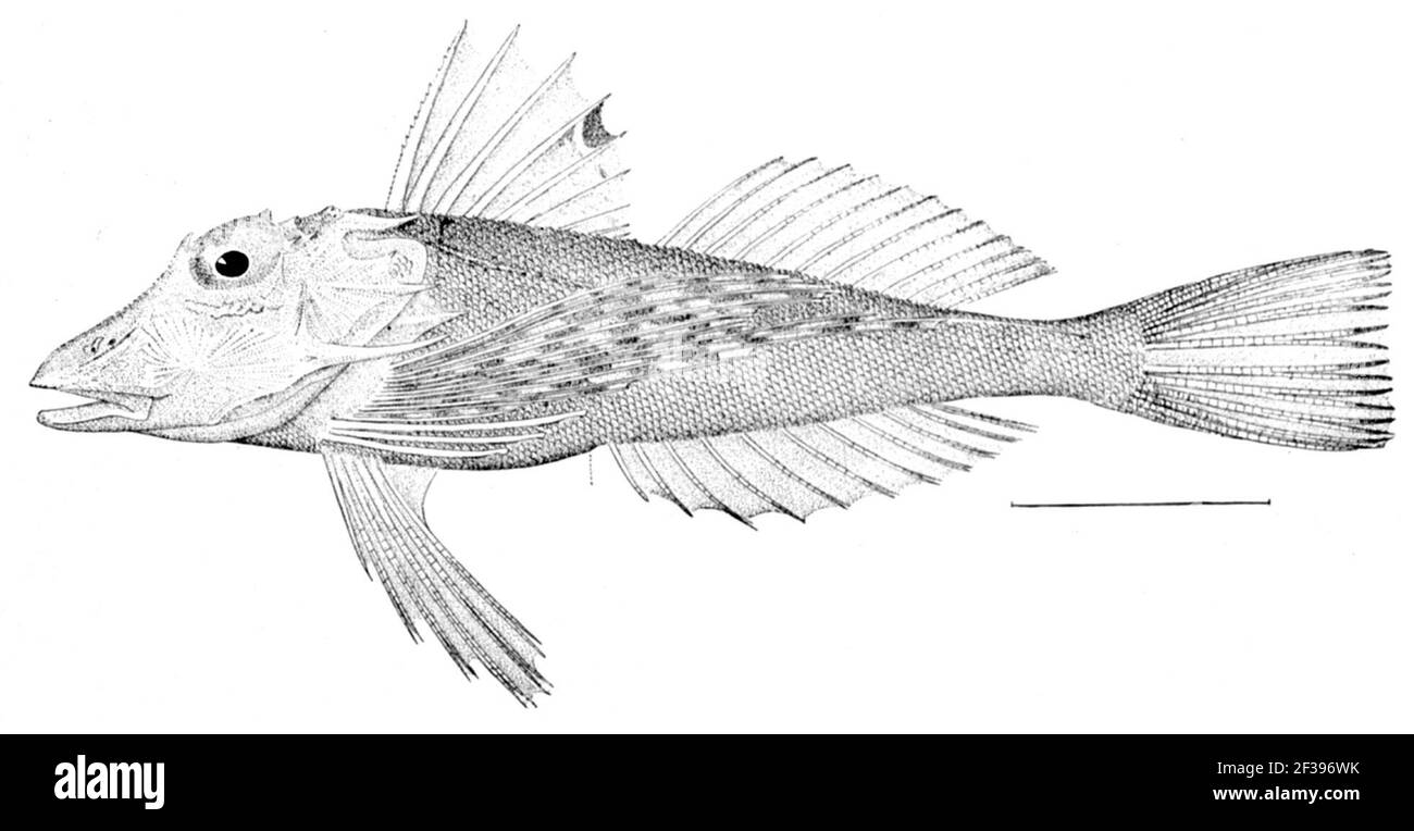 Prionotus hi-res stock photography and images - Alamy