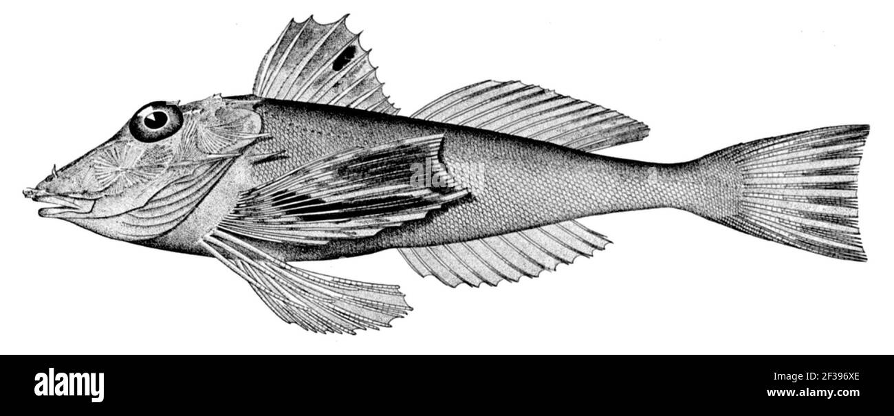 Prionotus hi-res stock photography and images - Alamy