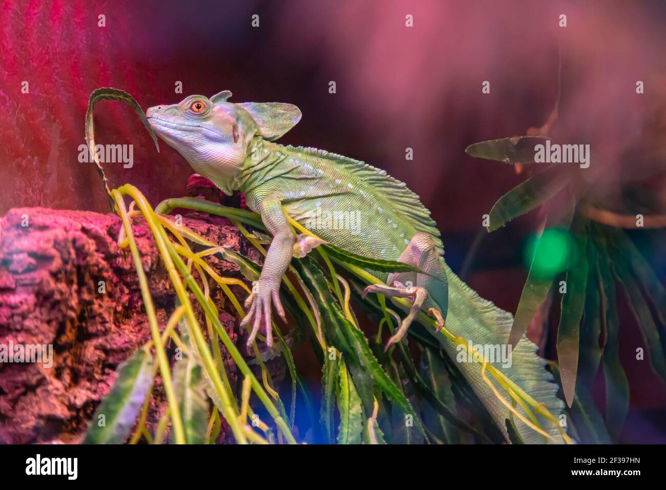 The common basilisk (Basiliscus basiliscus) is a species of lizard in ...