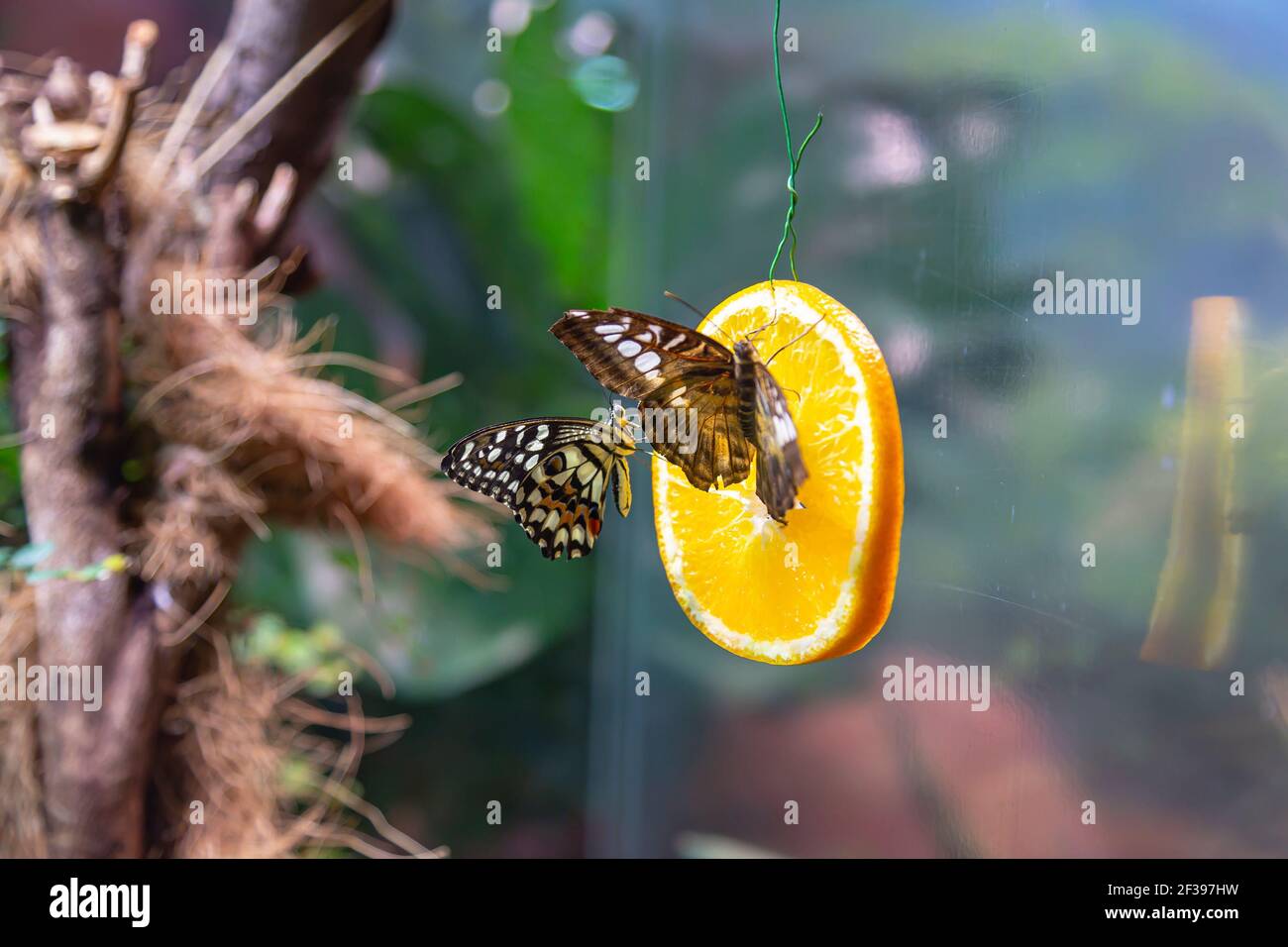 The large image of the multi-coloured bright butterfly under natural ...