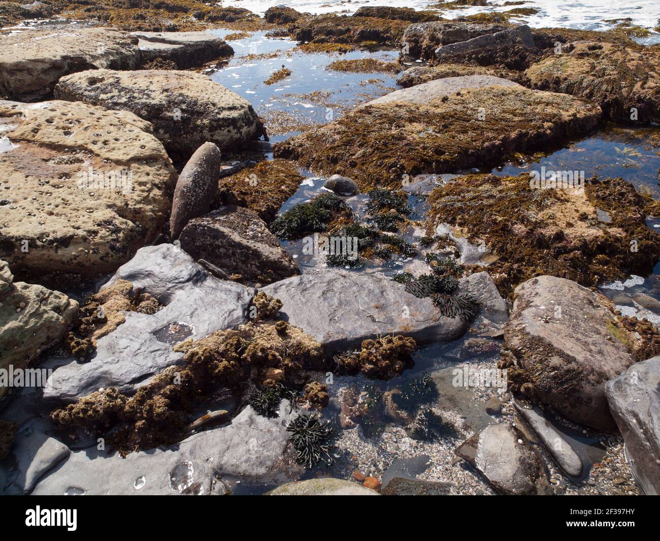 Seaside creature feature hi-res stock photography and images - Alamy