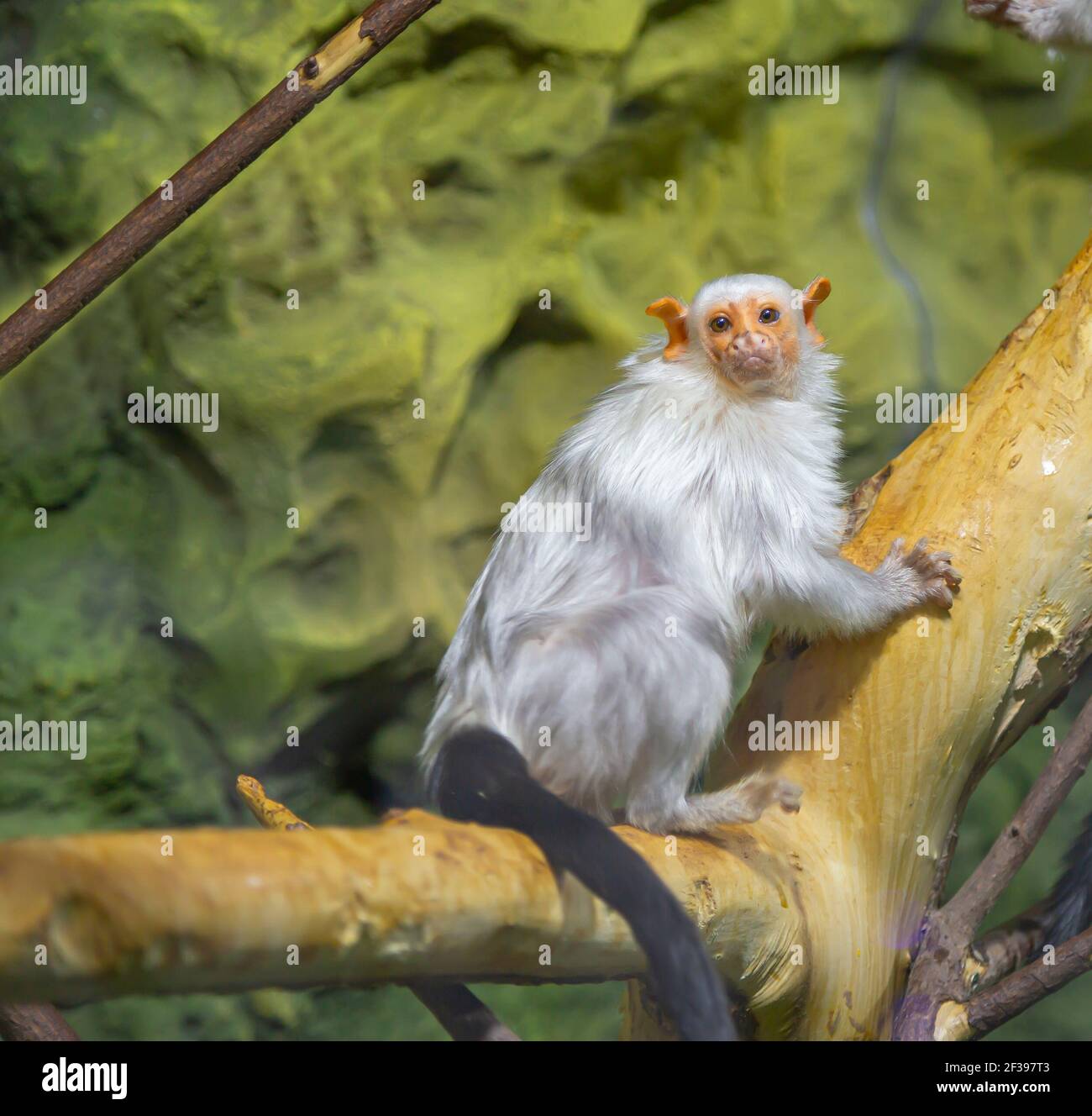 The large image of a small monkey, closeup Stock Photo - Alamy