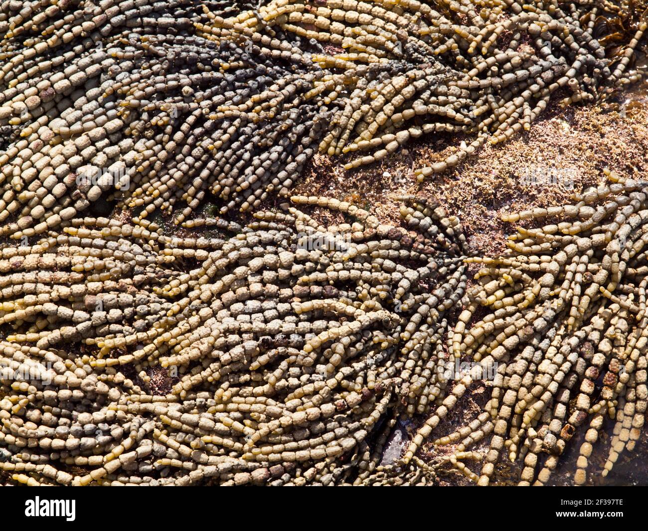 Strand zone hi-res stock photography and images - Alamy