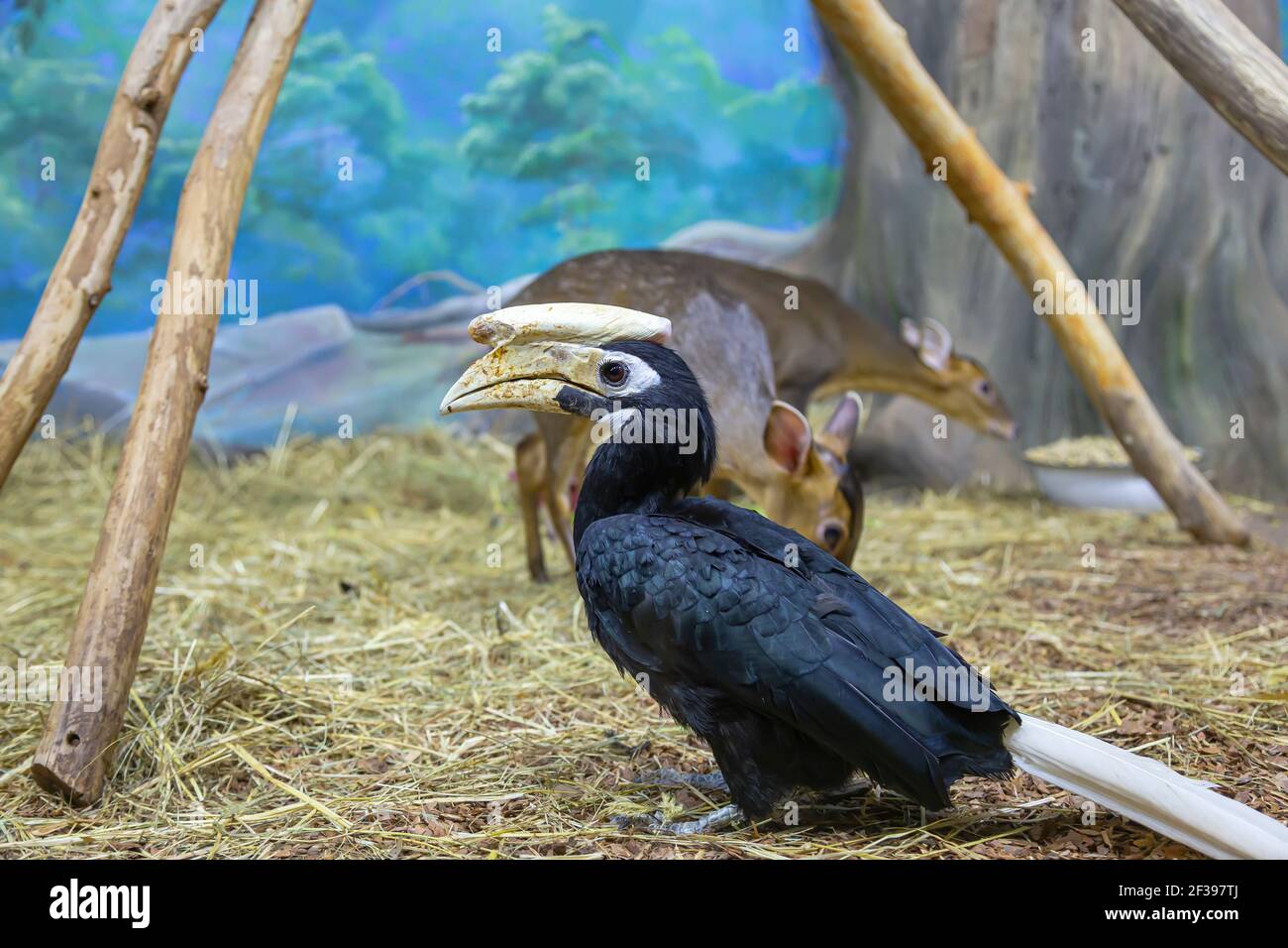 Blyth hornbill (Rhyticeros plicatus, Papuan hornbill) --large hornbill ...