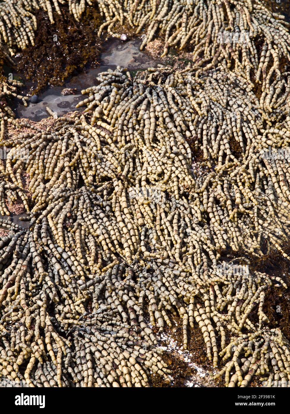 Seaweed strands, Murramarang National Park, NSW, Australia Stock Photo ...