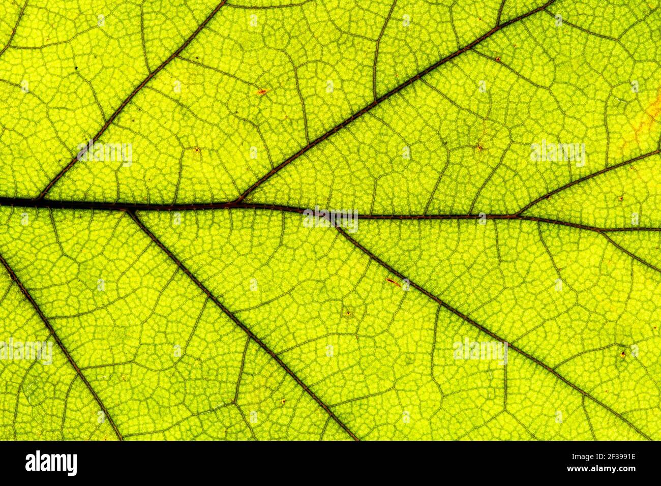 Green leaf texture, close-up. Abstract nature background Stock Photo ...