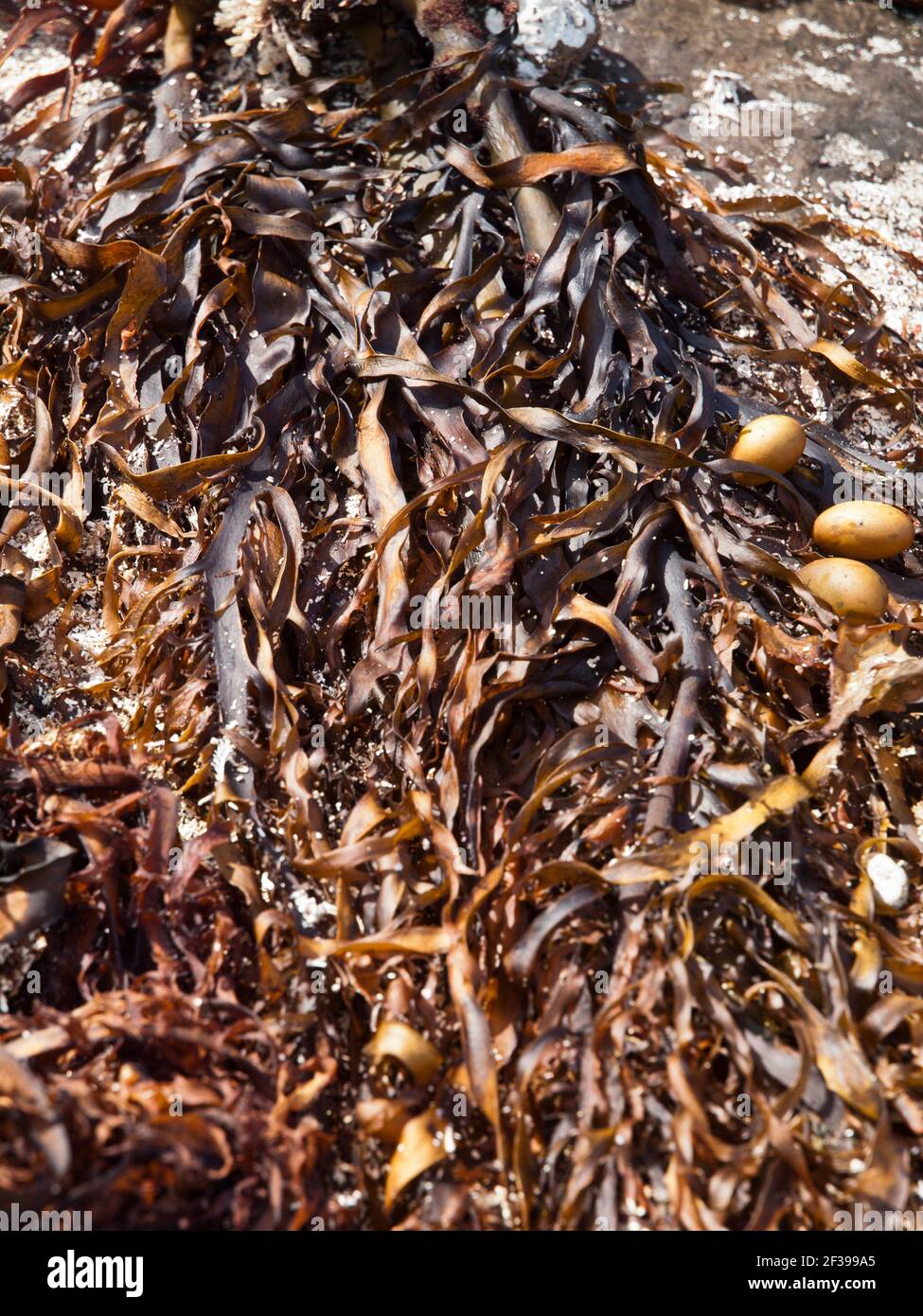 Tangled mass of seaweed hi-res stock photography and images - Alamy