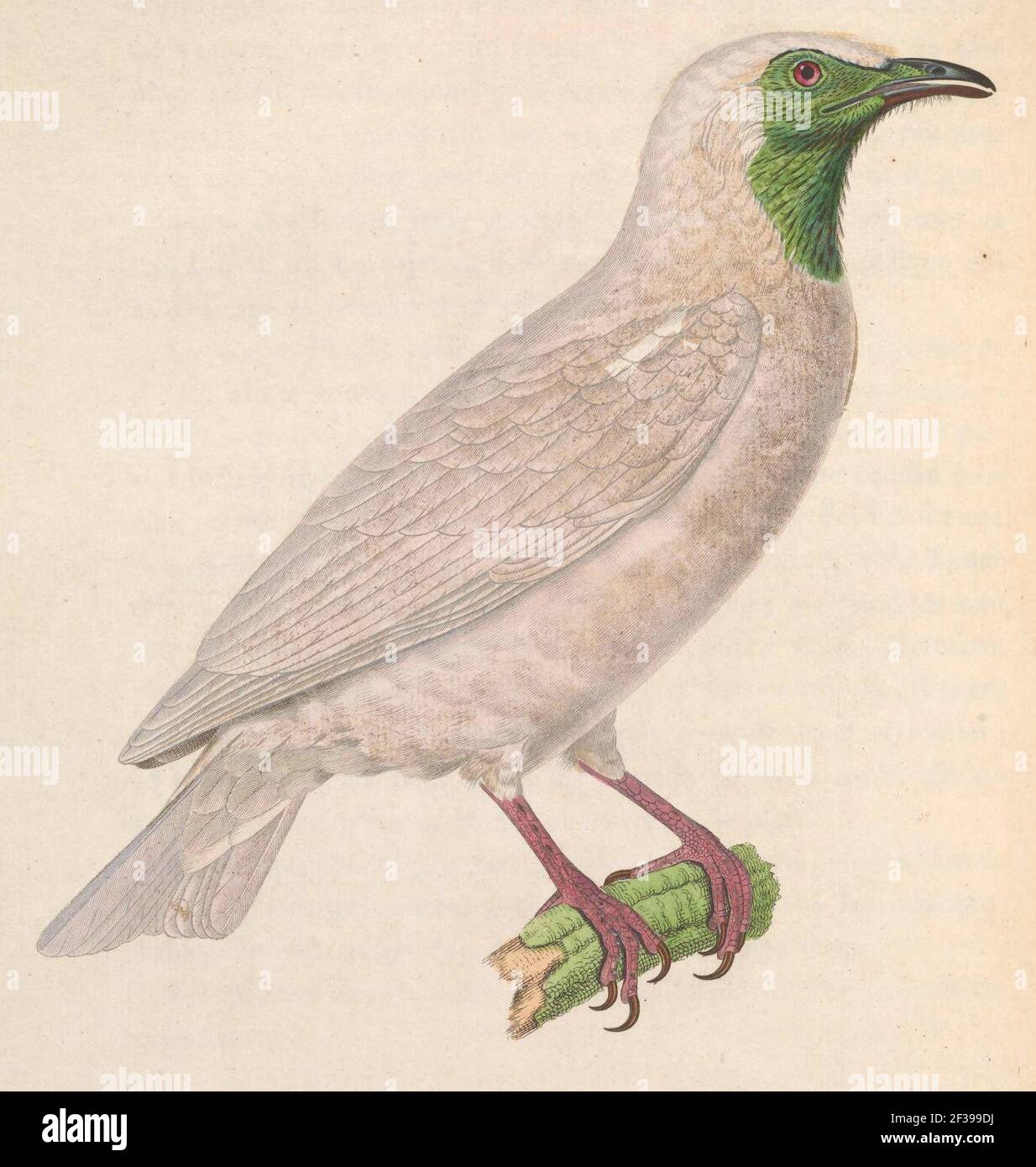 Procnias nudicollis hi-res stock photography and images - Alamy