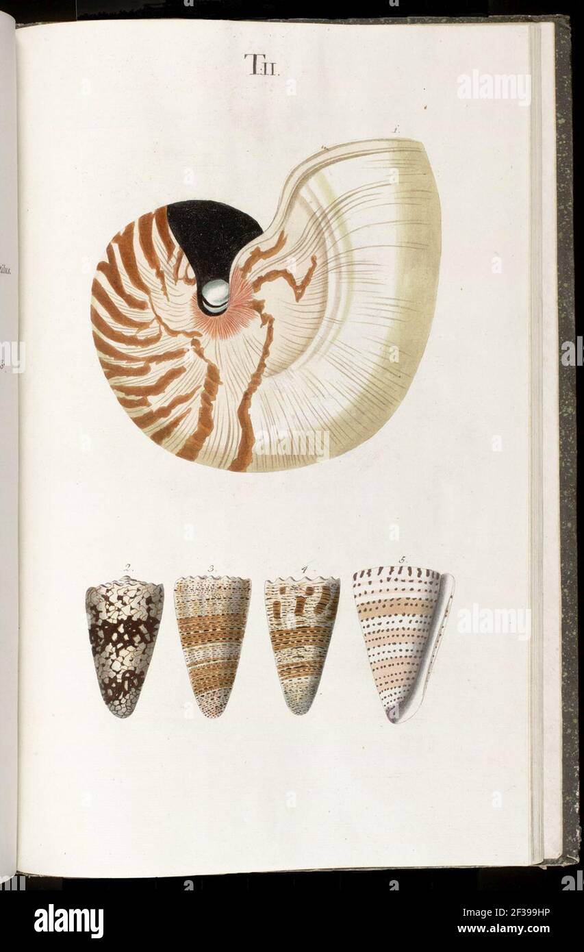 Prodromus in systema historicum testaceorum Tafel 02 Stock Photo - Alamy