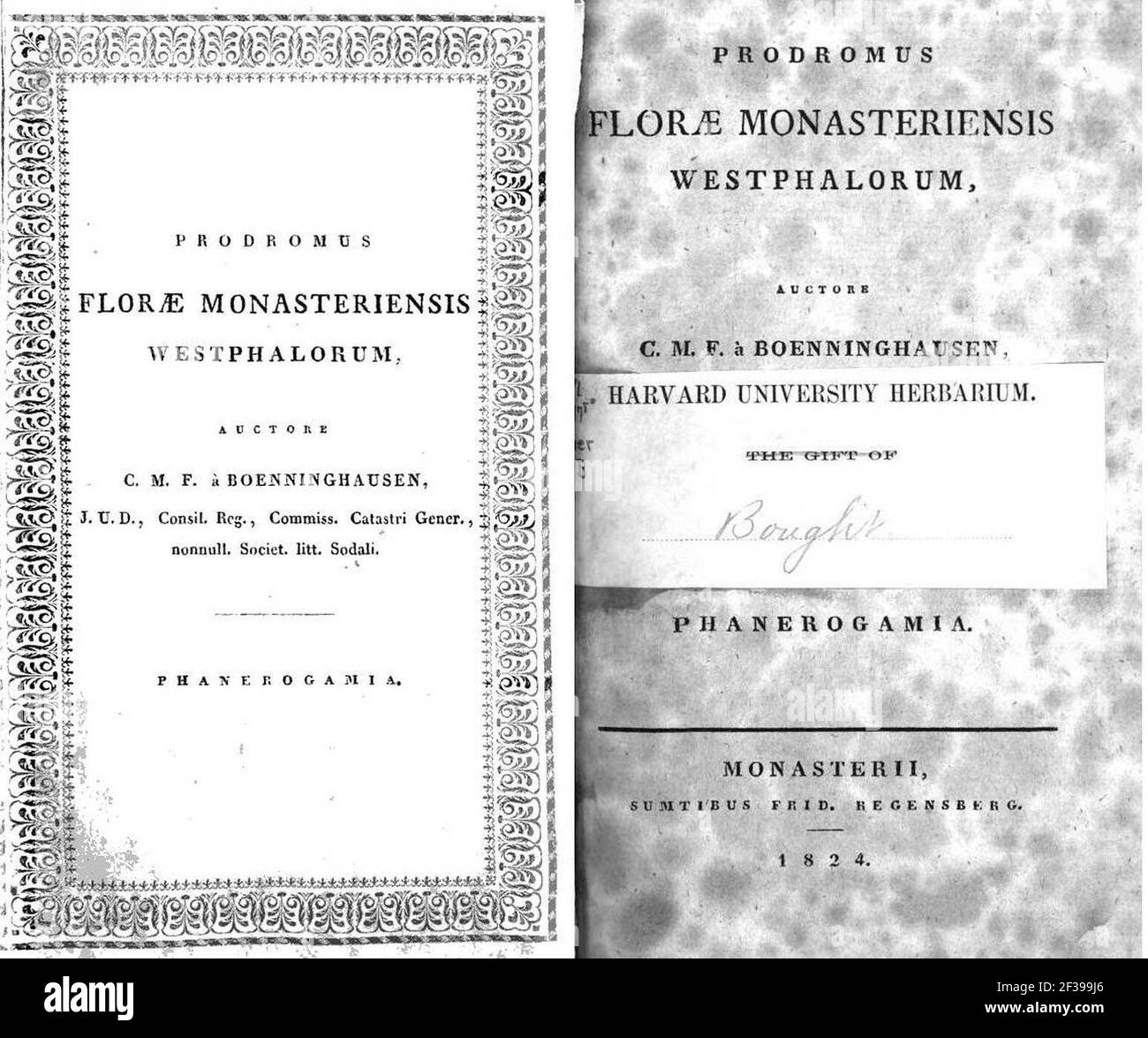 Prodromus Florae Monasteriensis Westphalorum, Phanerogamia Stock Photo ...