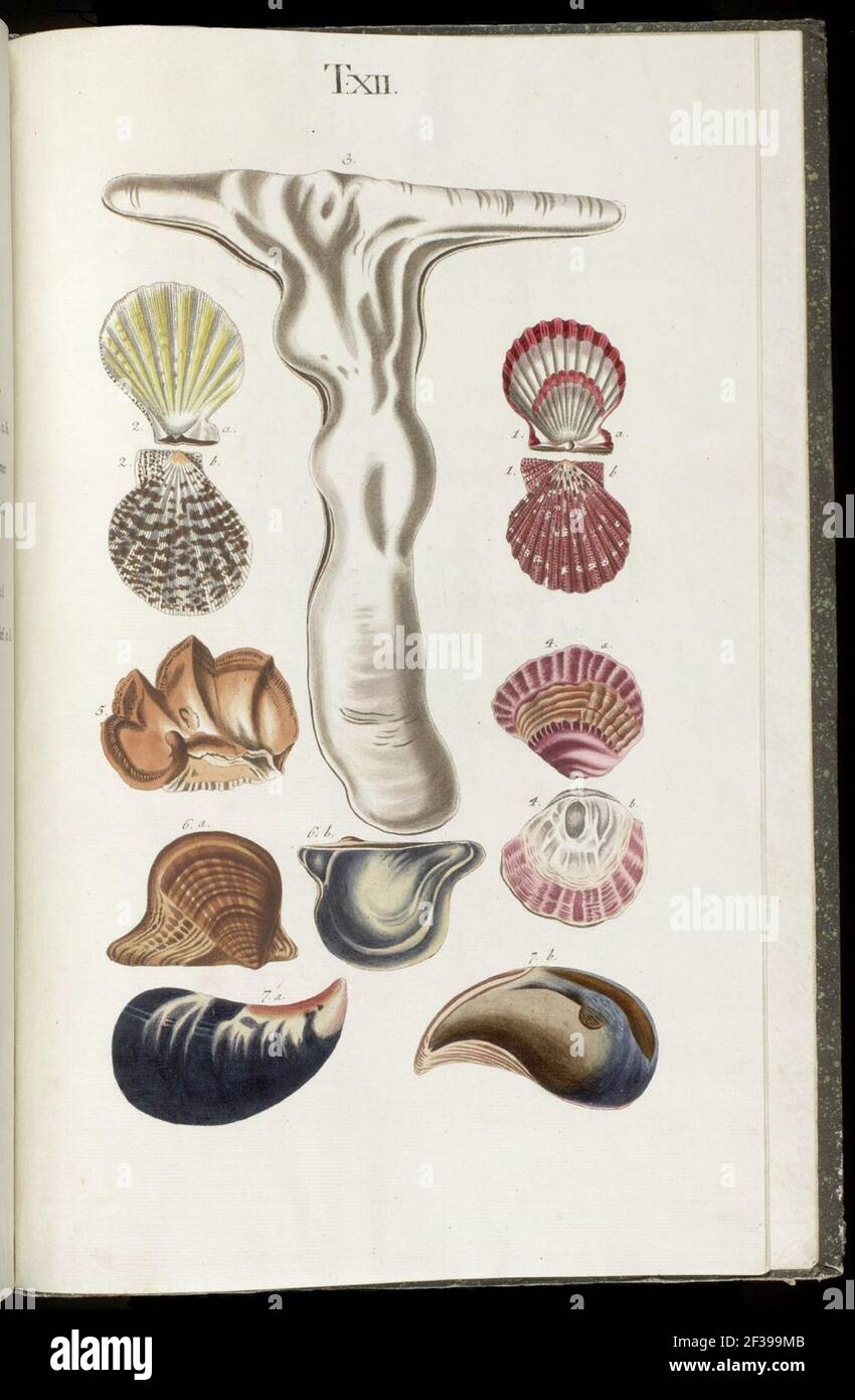 Prodromus in systema historicum testaceorum Tafel 12 Stock Photo - Alamy