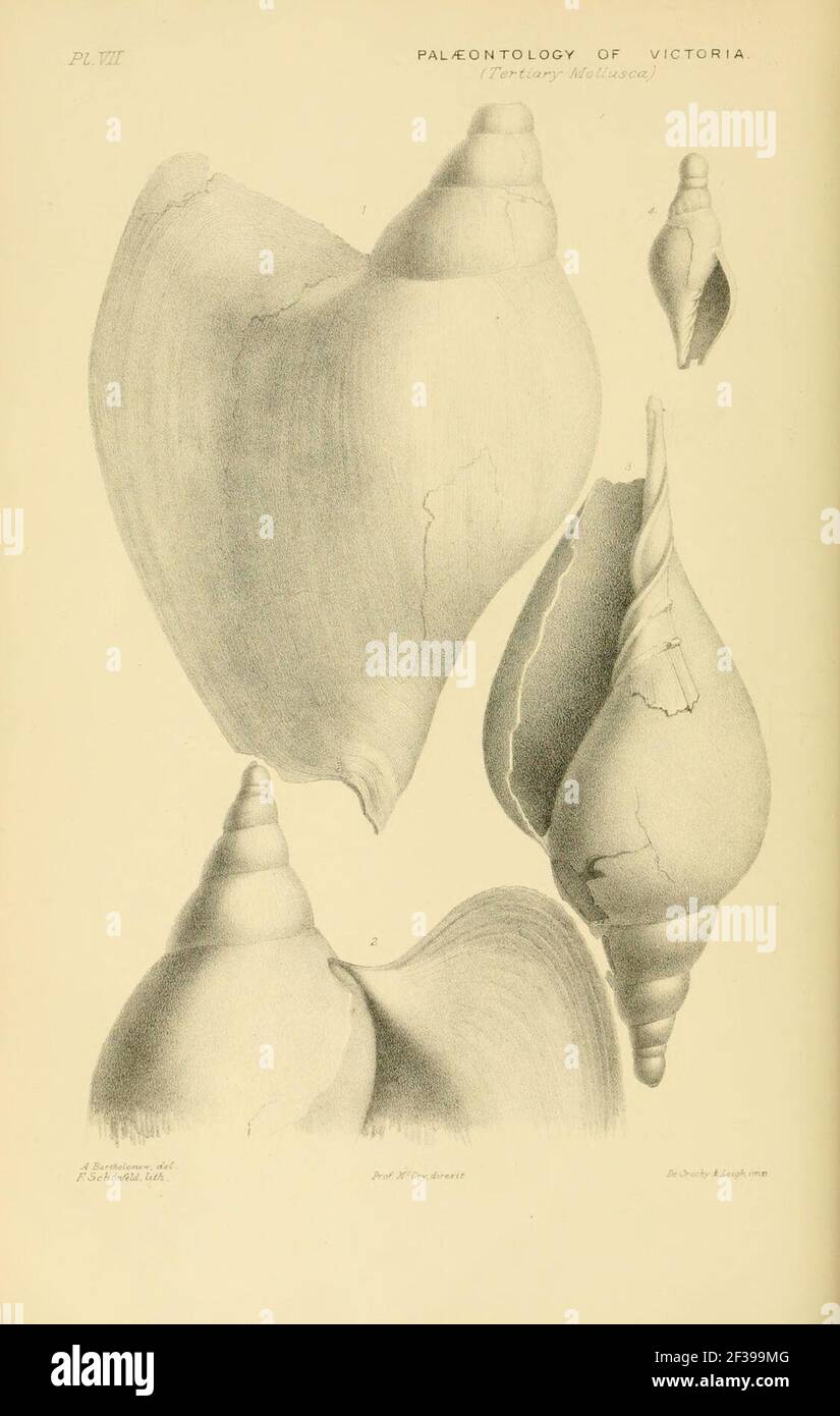 Prodromus of the paleontology of Victoria (Pl. VII Stock Photo - Alamy