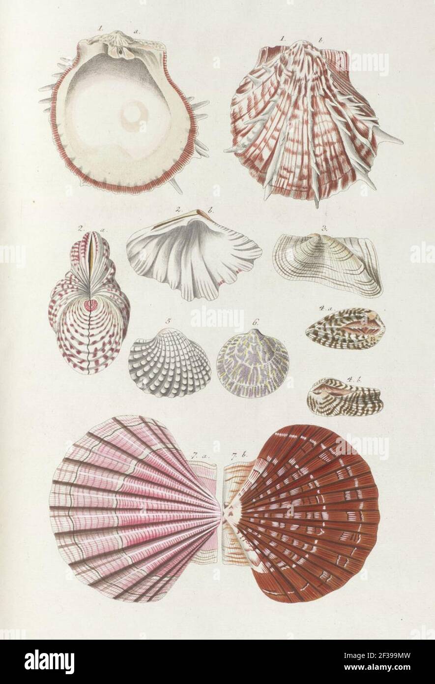 Prodromus in systema historicum testaceorum Tafel 11-cropped Stock ...