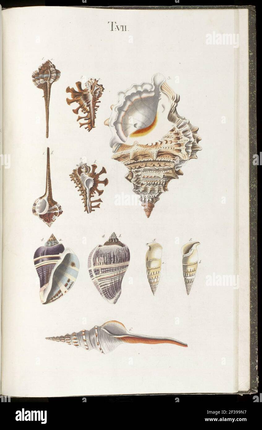 Prodromus in systema historicum testaceorum Tafel 07 Stock Photo - Alamy