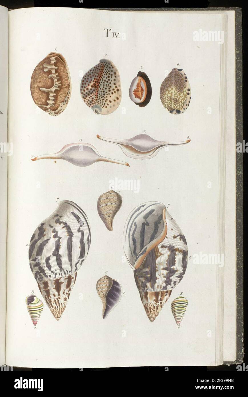 Prodromus in systema historicum testaceorum Tafel 04 Stock Photo - Alamy