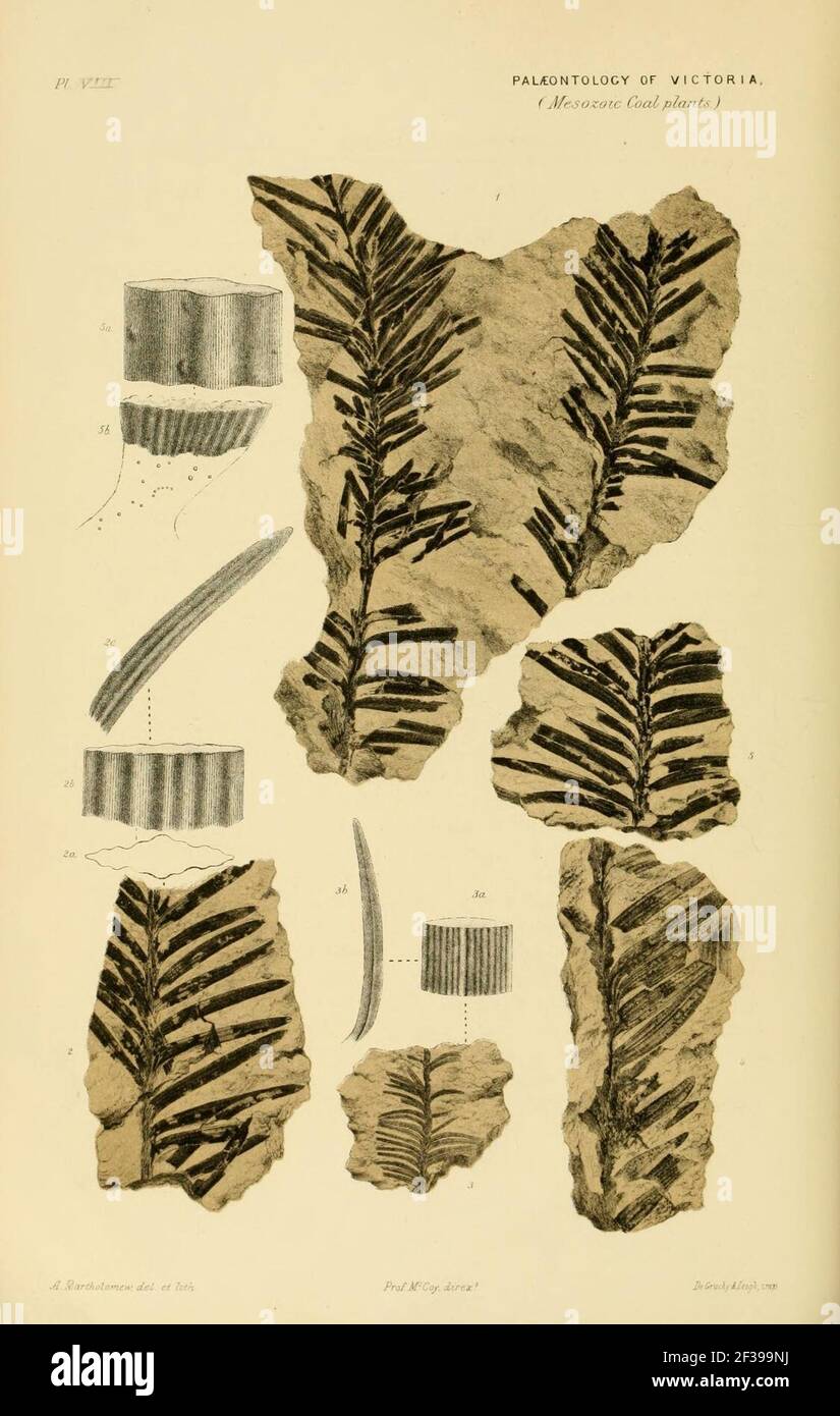 Prodromus of the paleontology of Victoria (Pl. VIII Stock Photo - Alamy