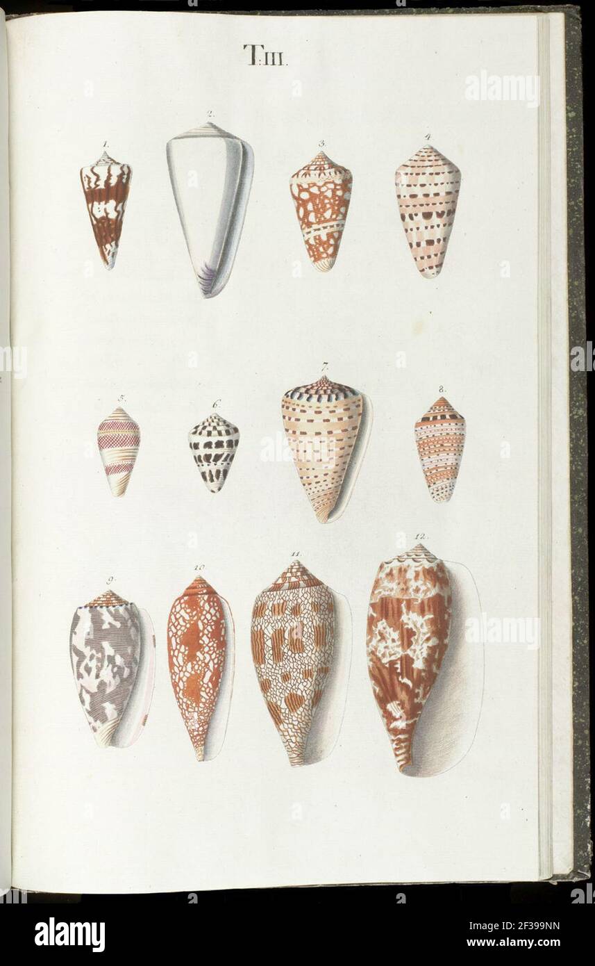 Prodromus in systema historicum testaceorum Tafel 03 Stock Photo - Alamy