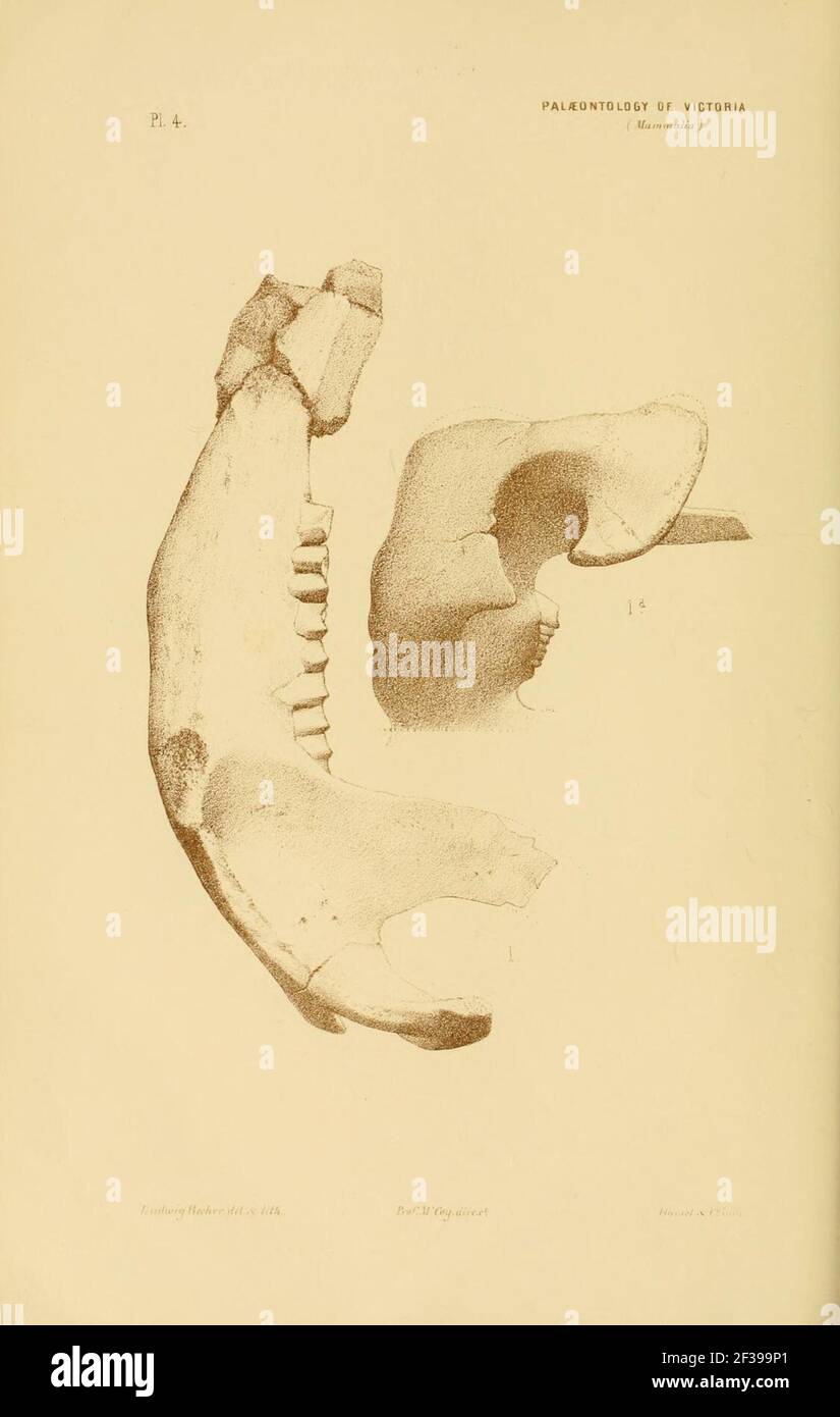 Prodromus of the paleontology of Victoria (Pl. IV Stock Photo - Alamy