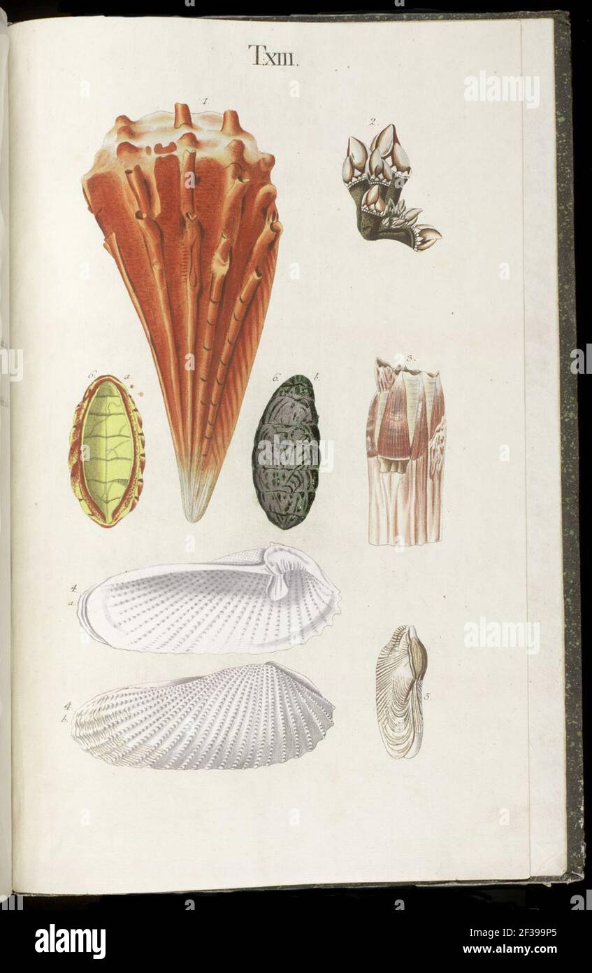 Prodromus in systema historicum testaceorum Tafel 13 Stock Photo - Alamy
