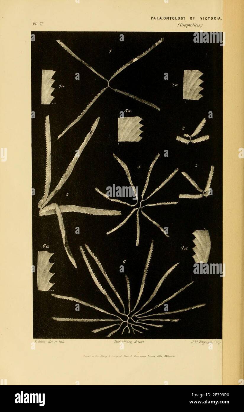 Prodromus of the paleontology of Victoria (Pl. II Stock Photo - Alamy