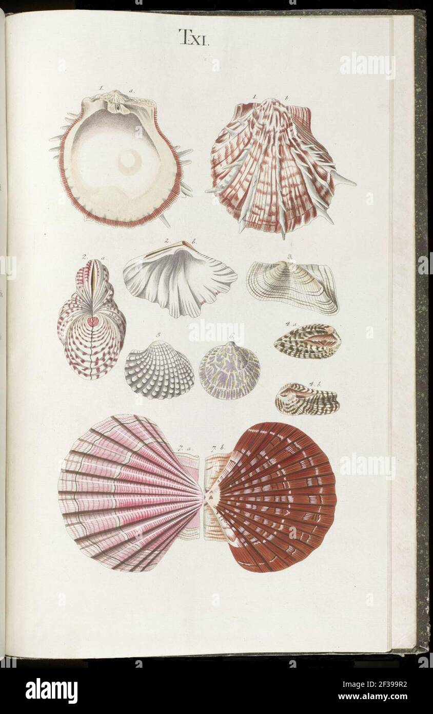 Prodromus in systema historicum testaceorum Tafel 11 Stock Photo - Alamy