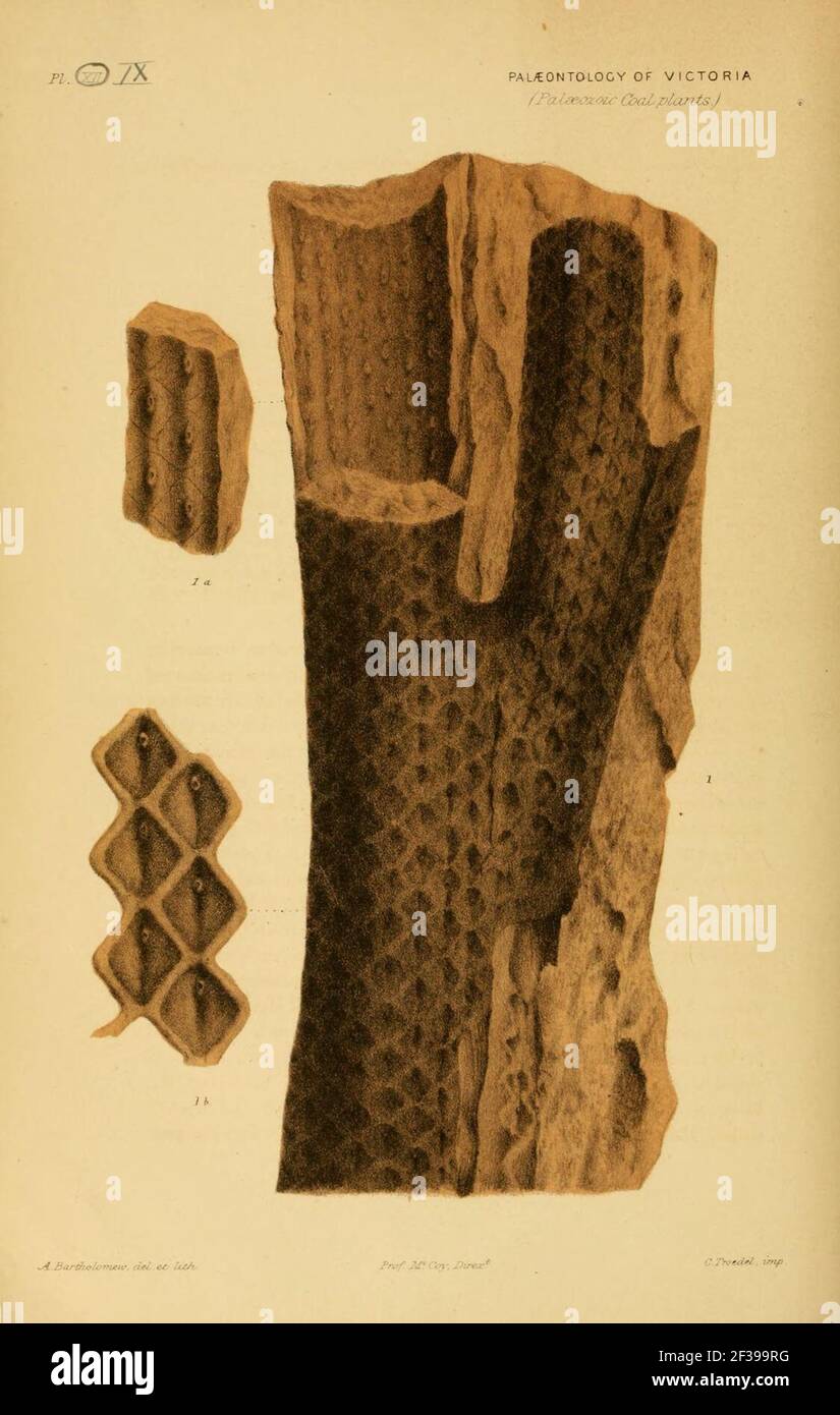 Prodromus of the paleontology of Victoria (Pl. IX Stock Photo - Alamy