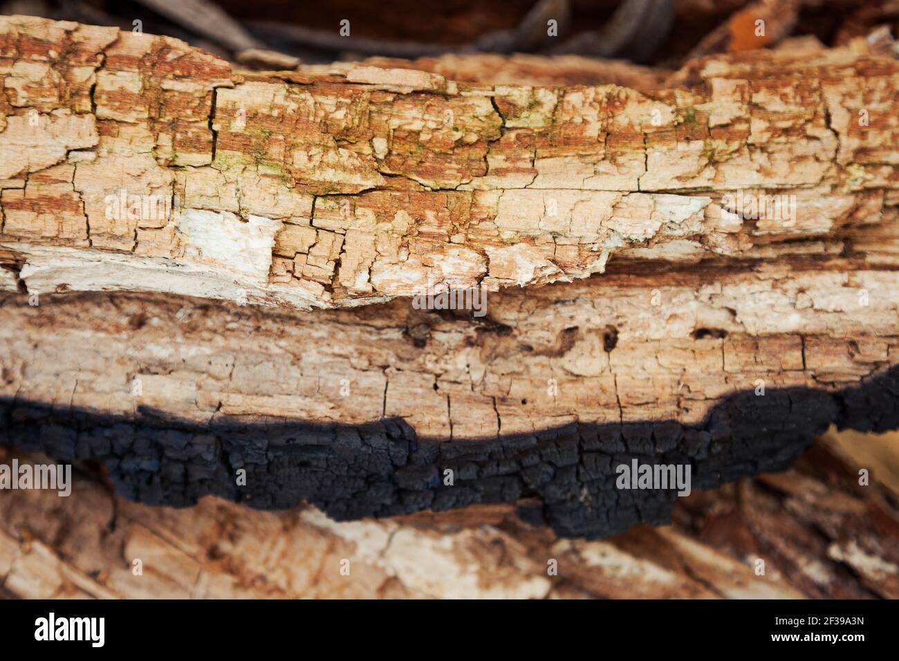 Rotten wood texture. Rotten tree close-up and its rotten fragments ...