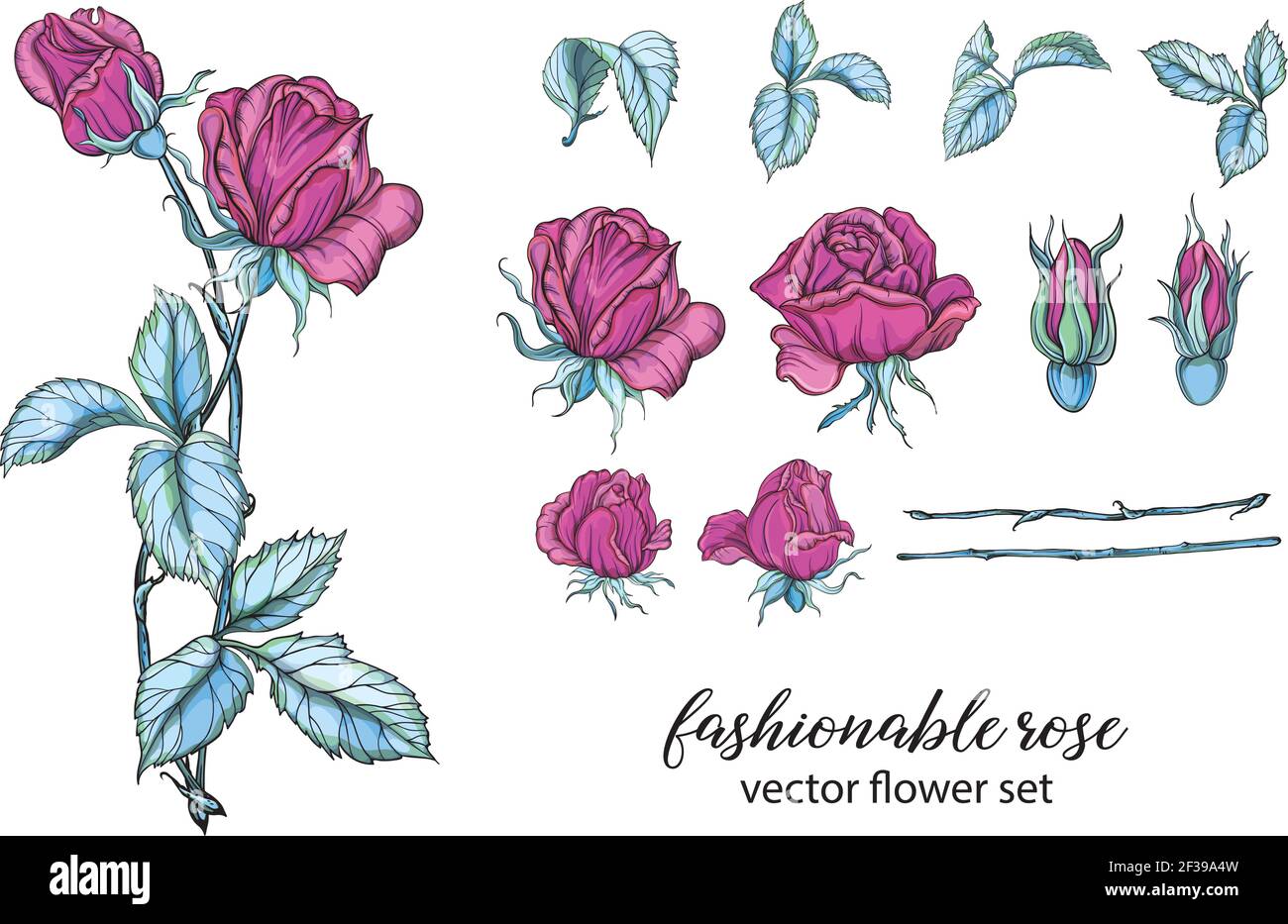 vector set of bright rose colors. Rose is pink, botany Stock Vector ...