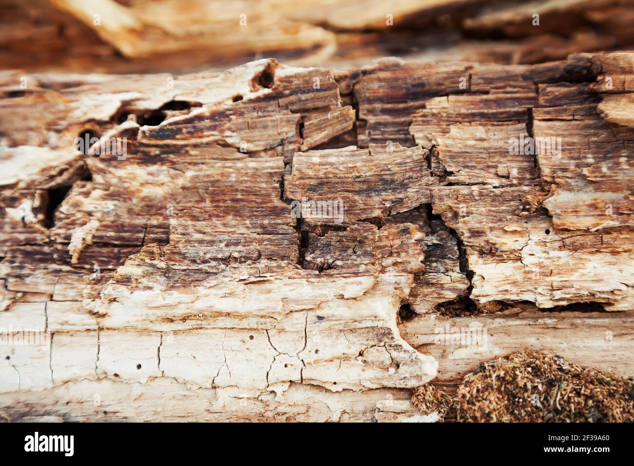 Rotten wood texture. Rotten tree close-up and its rotten fragments ...