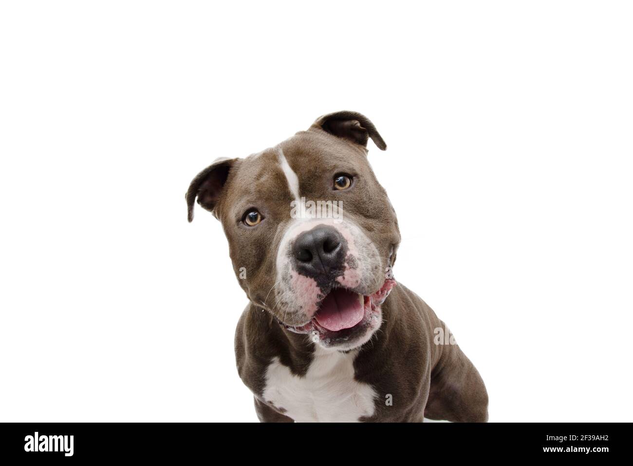shocked and surprised dog face expression. American bully isolated on ...