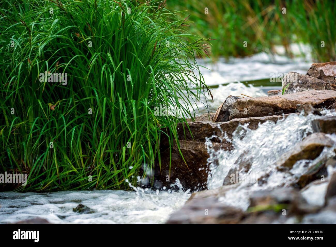 Forest spring or river flow landscape, calm nature background Stock ...
