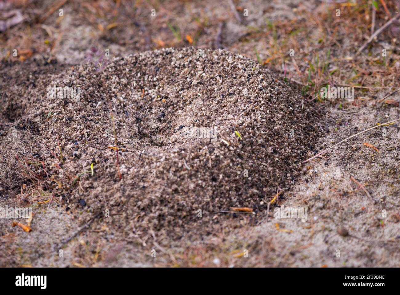 A small anthill with scattered grains of sand near his entrance Stock ...