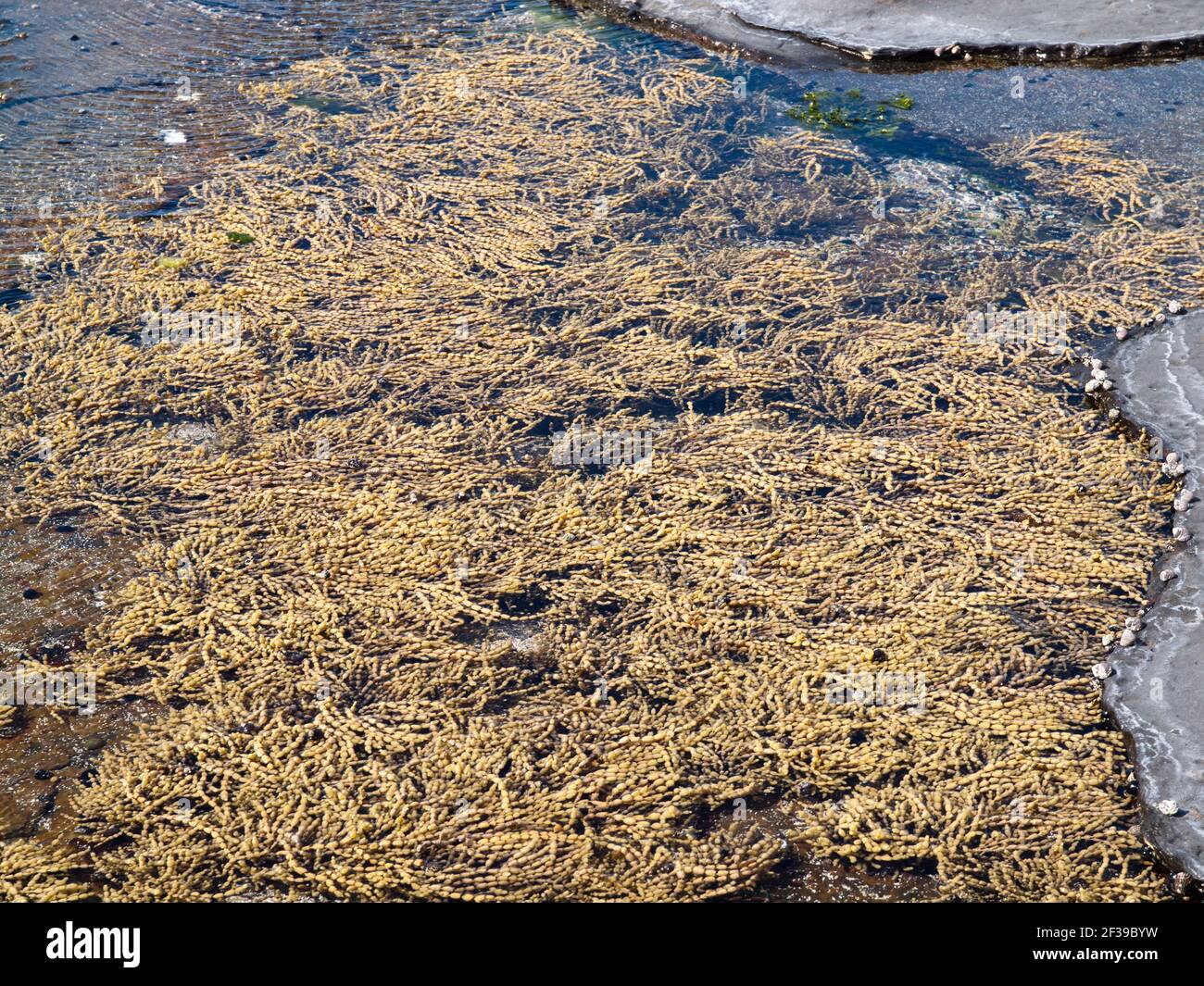 Tidal pool full of seaweed hi-res stock photography and images - Alamy