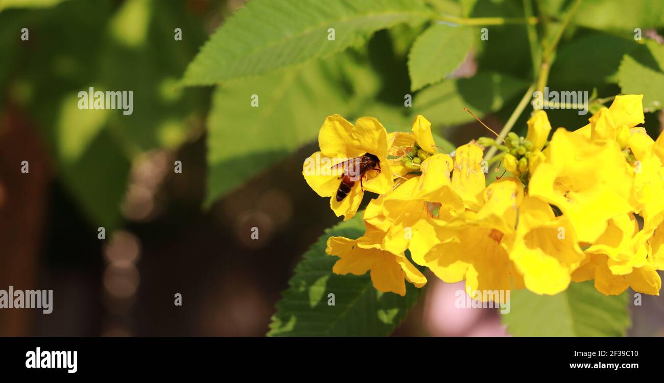 India flower pollination hi-res stock photography and images - Alamy