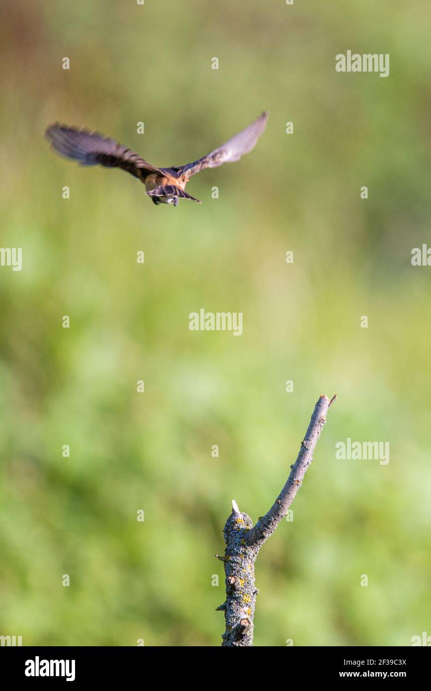 Flurry of wings hi-res stock photography and images - Alamy