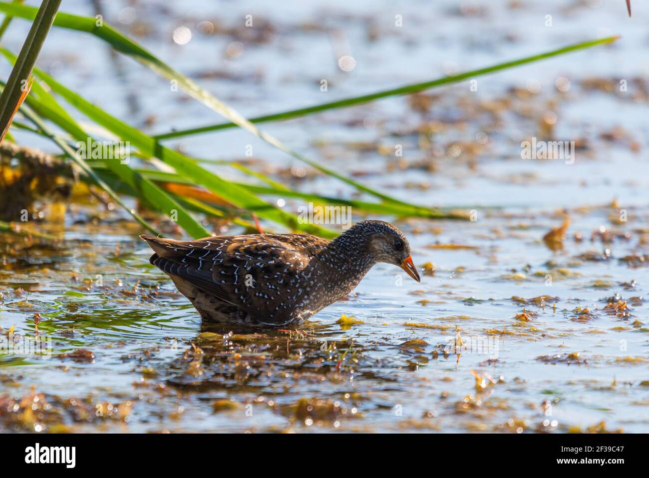 Spotted crake or Porzana porzana in a wildlife close up Stock Photo - Alamy